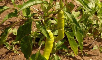 Jak zavařit kozí rohy