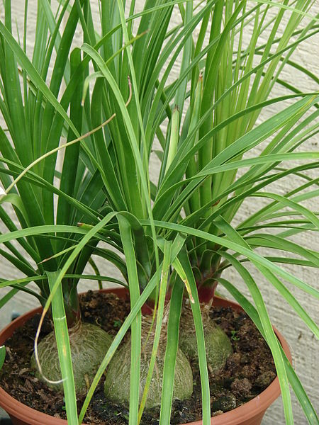 Sloní noha - pěstování